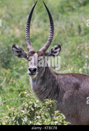 Waterbuck, Arusha National Park, Tanzania, East Africa Stock Photo - Alamy