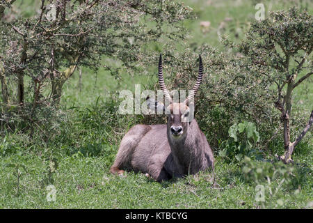 Male waterbuck lying next to bushes 2, Arusha NP, Tanzania Stock Photo ...