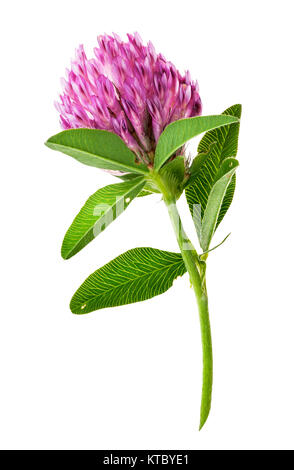 Single clover flower vertically Stock Photo - Alamy