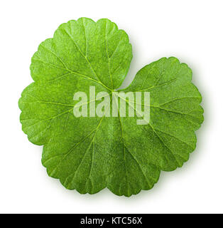 Green juicy leaf geranium top view Stock Photo - Alamy