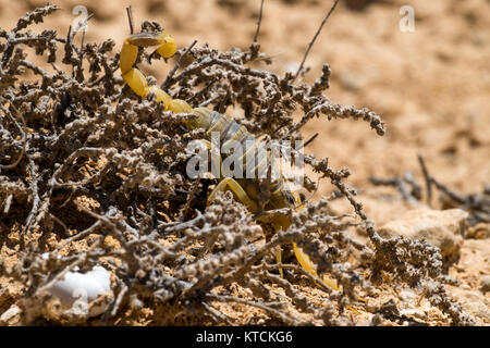 Scorpion deathstalker from the Negev desert took refuge (Leiurus ...