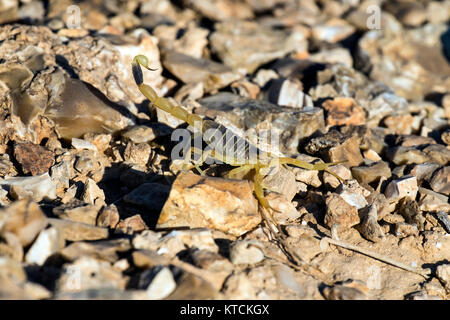 Deathstalker scorpion, or Israeli yellow scorpion (Leiurus ...