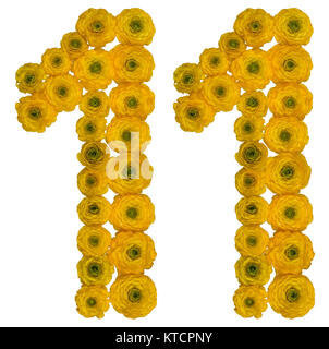 Arabic numeral 11, eleven, from pink forget-me-not flowers, isolated on ...