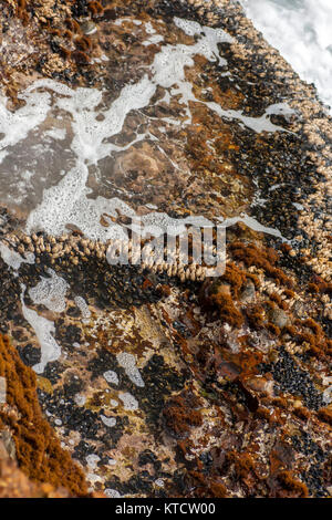 Gooseneck Barnacle (Pollicipes polymerus ) with receding white surf ...