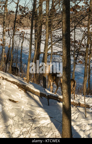 White-tailed deer photographed from above Stock Photo - Alamy