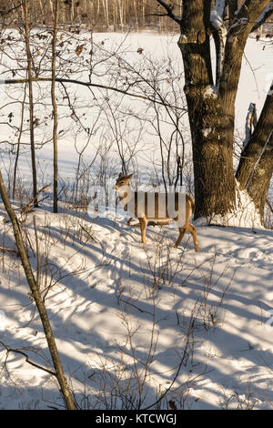 White-tailed deer photographed from above Stock Photo - Alamy