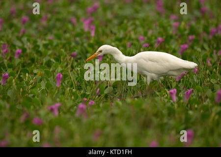 Eastern cattle egret bird Bubulcus coromandus grooming it's feathers ...