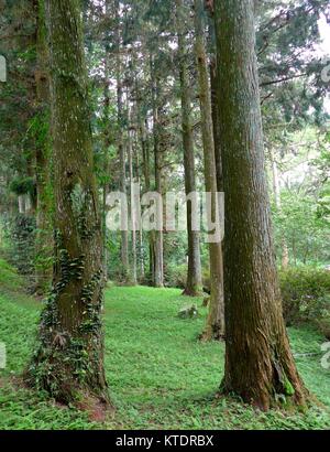Dense forests close up in Taiwan Stock Photo - Alamy