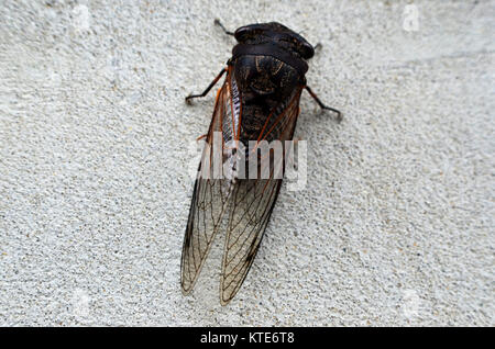 Close-up of a cicada with detailed wings and body on a neutral ...