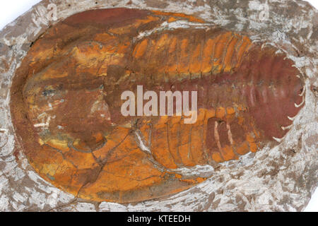 Fossil Trilobite from Morocco Stock Photo - Alamy