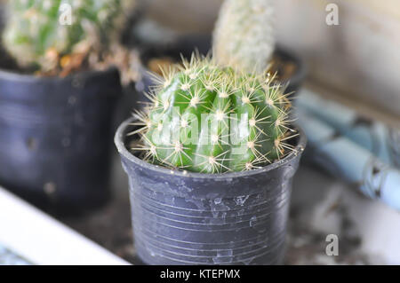 cactus or cereus hexagonus,torch thistle Stock Photo - Alamy