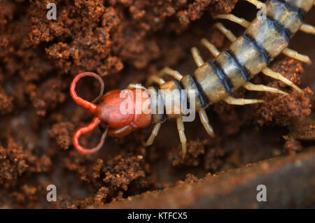 Detail of stinger on centipede from Tamil Nadu, South India Stock Photo ...