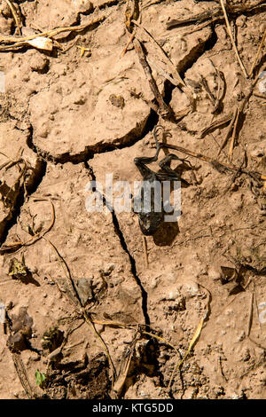 Mummyfied frog in the dried out swamp mud Stock Photo - Alamy