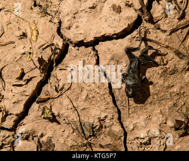 Mummyfied frog in the dried out swamp mud Stock Photo - Alamy