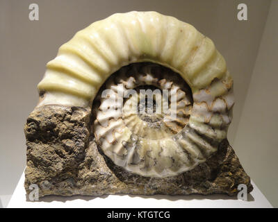 Fossils - Ammonites from Early Jurassic period Stock Photo - Alamy