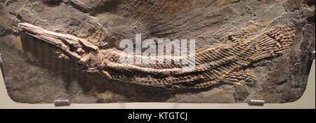 Prehistoric fish fossil preserved in sandstone Stock Photo - Alamy