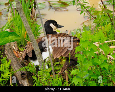 Goose Beaver Marsh Cuyahoga Valley National Park Ohio USA America ...