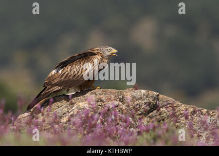 red kite summer migration Stock Photo - Alamy