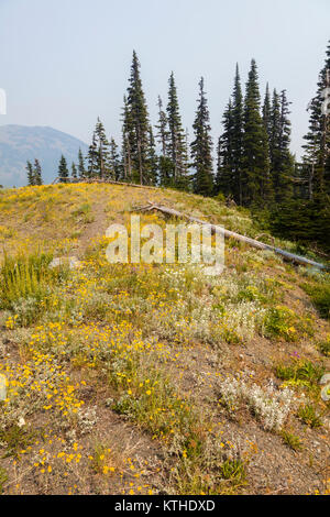 Wildflowers at Hurricane Ridge in Olympic National Park, in selective ...