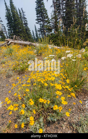 Yellow wildflowers on Cirque Rim Trail on Hurricane Ridge in Olympic ...