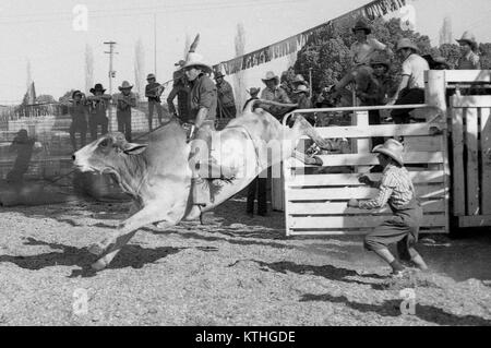 Bull rider in action. Small town weekly Bull Riding as a sport. Fox ...