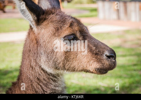 close up to a kangaroo head Stock Photo - Alamy
