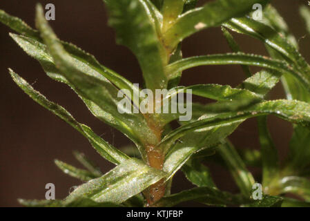 Atrichum undulatum, a species of moss, is commonly found in temperate ...