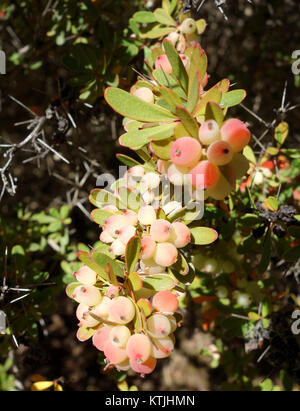 A photograph of Berberis wilsoniae in the Botanical Garden of Frankfurt ...