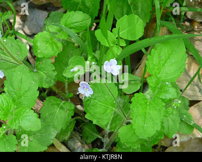 Panoramic view of city of Passau in Lower Bavaria in Germany. Toned ...