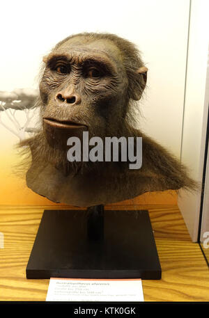 Archaeology collection - Naturhistorisches Stock Photo - Alamy
