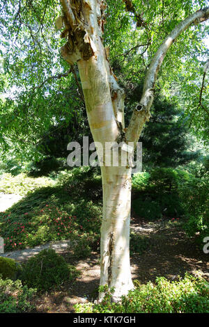 Betula albosinensis, also known as the Chinese Red Birch, is a species ...