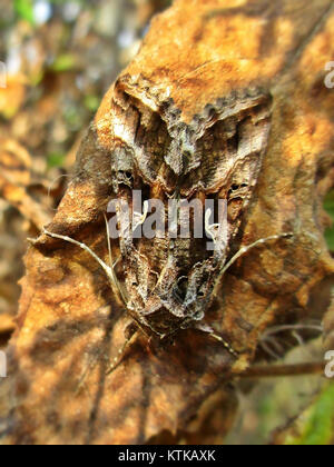 Autographa gamma (Silver Y) Elst (Gld) the Netherlands Stock Photo - Alamy