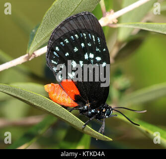 The Atala (Eumaeus atala) butterfly was photographed in Fairchild ...