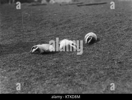 Badger cubs are young badgers, typically born in the spring, known for ...