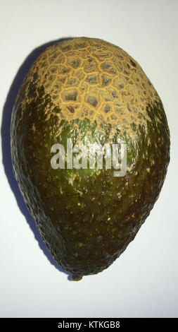 Avocado scab is a plant disease caused by the fungus *Elsinoe australis ...