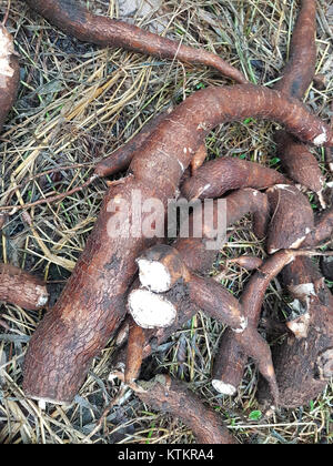 Balanghoy (Manihot esculenta) tubers Stock Photo - Alamy