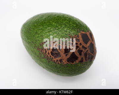 Avocado scab, as observed in 2017, is a plant disease that affects ...