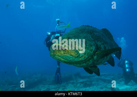 Scuba divers and goliath grouper Stock Photo - Alamy