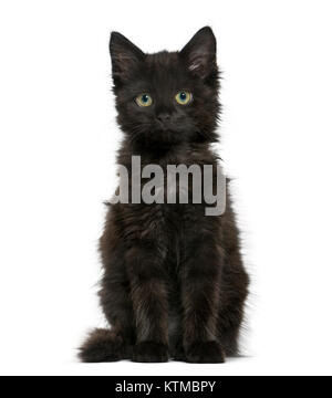 One kitty cat looking at the camera Stock Photo - Alamy