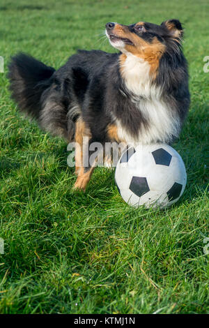 Sheltie Football player Stock Photo - Alamy