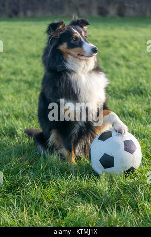 Sheltie Football player Stock Photo - Alamy
