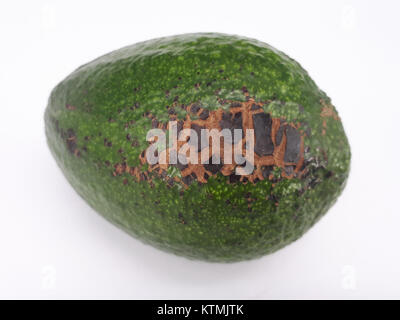 Avocado scab, a fungal disease that affects avocado trees, identified ...