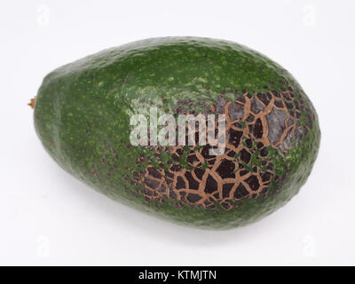 Avocado scab is a fungal disease that affects avocados, causing surface ...