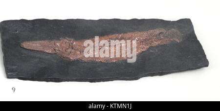*Atractosteus strausi*, also known as the gar fish, from the Eocene ...