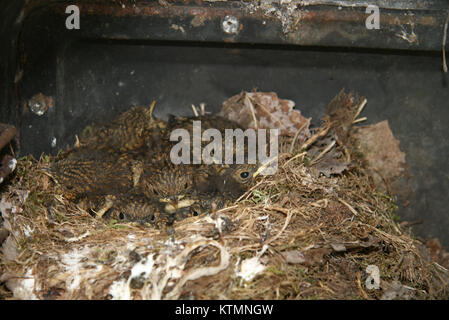 Baby European robins in a nest Stock Photo - Alamy