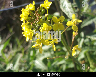 Barbarea intermedia is a plant species from the mustard family, studied ...