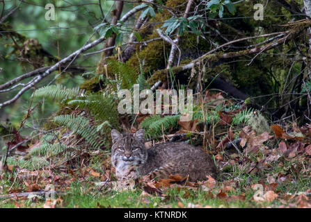 Bobcat lynx Lynx rufus Central Oregon High Desert near Bend Oregon USA ...