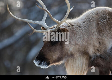 Woodland caribou (Rangifer caribou) buck in velvet and shedding Stock ...