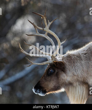 Woodland caribou (Rangifer caribou) buck in velvet and shedding, Alaska ...