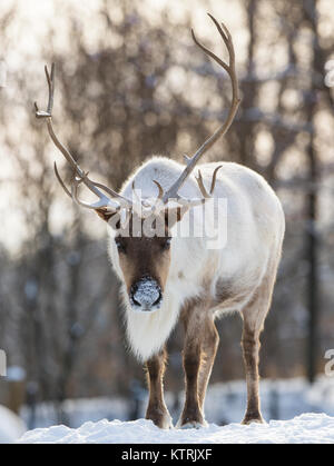 Woodland caribou (Rangifer caribou) buck in velvet and shedding, Alaska ...